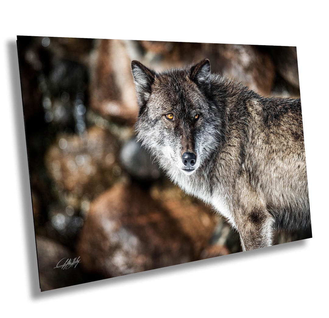 Wolf Art Print: Jackson Hole Wildlife Scene (grand Teton Landscape) - Etsy