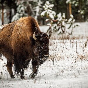 Bison/buffalo in Snow Print/canvas/acrylic/metal - Etsy
