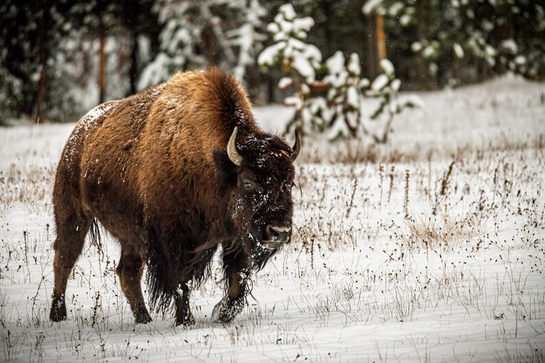 Bison/buffalo in Snow Print/canvas/acrylic/metal - Etsy