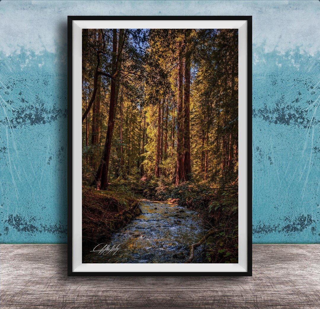 Muir Woods Redwood Print, California Landscape (framed or Unframed) - Etsy
