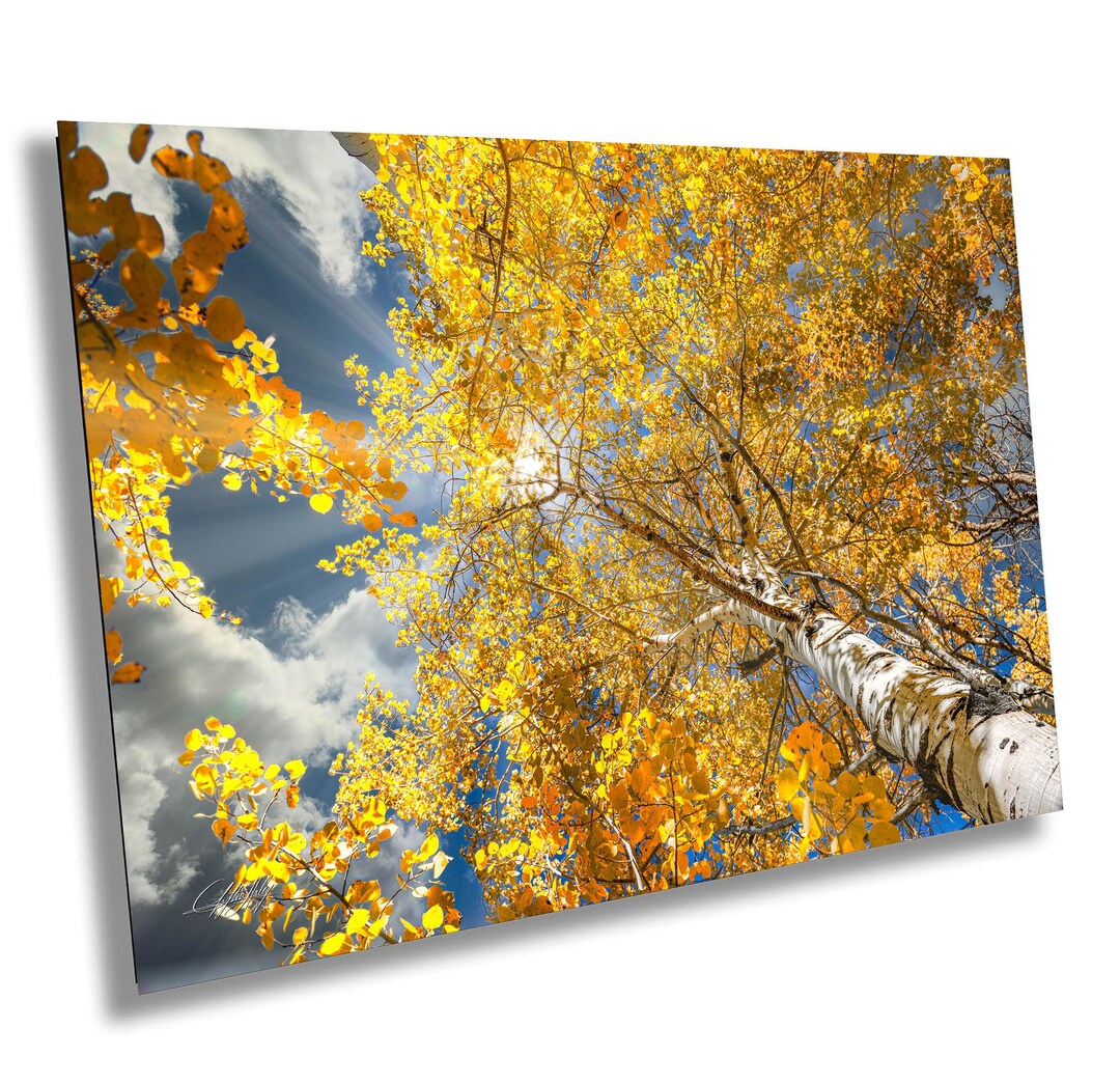 Aspen Trees Print - Colorful Trees, Mountain Art, Tree Print, House ...