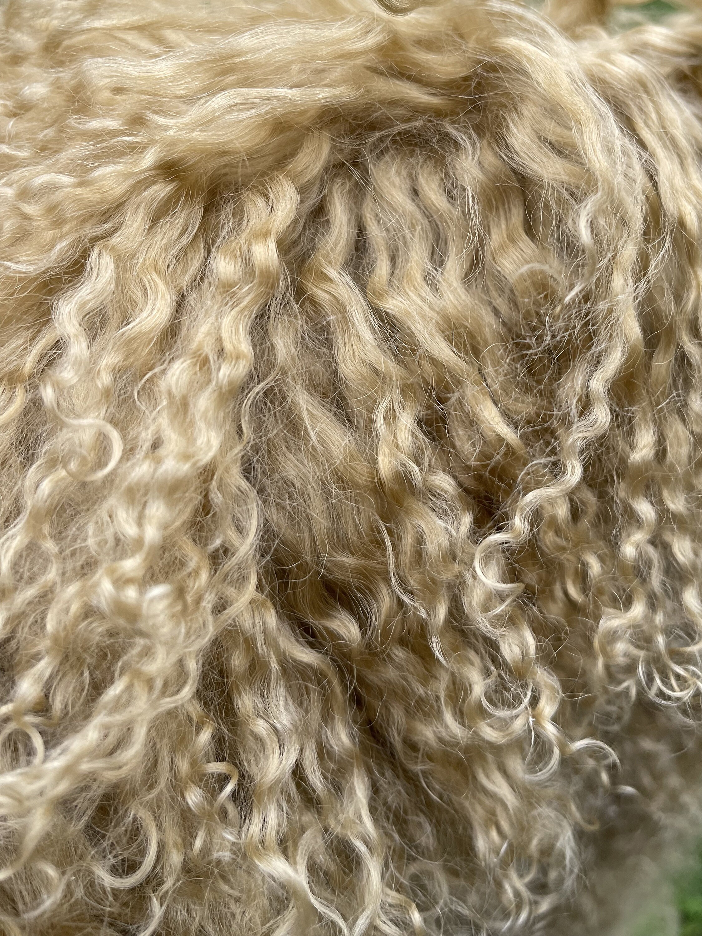 Wheat Blonde Tibetan Curly Lamb Mongolian Soft Real Fur Doll Hair ...