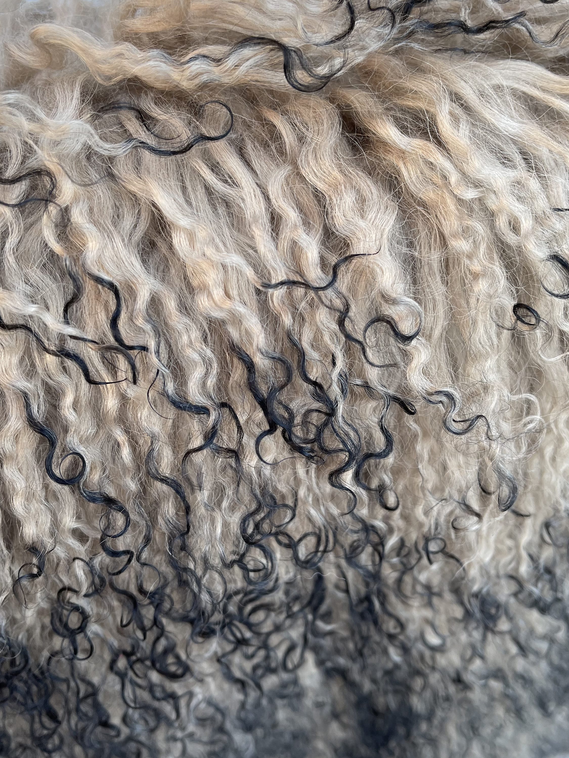 Beige With Black Tip Tibetan Curly Lamb Mongolian Soft Real Fur Doll ...