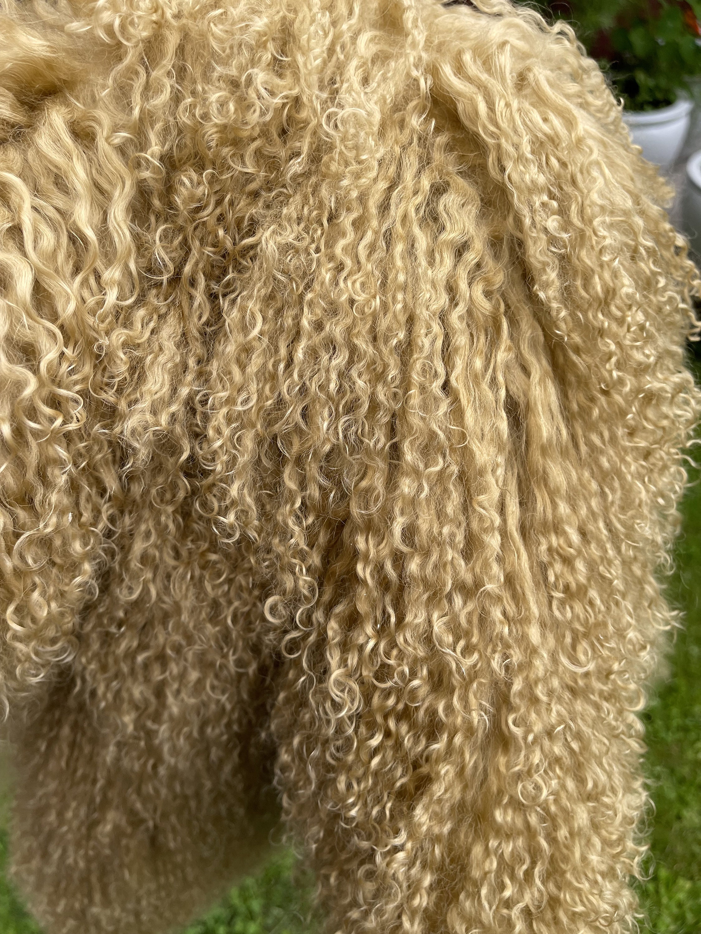 Wheat Blonde Tibetan Curly Lamb Mongolian Soft Real Fur Doll Hair ...