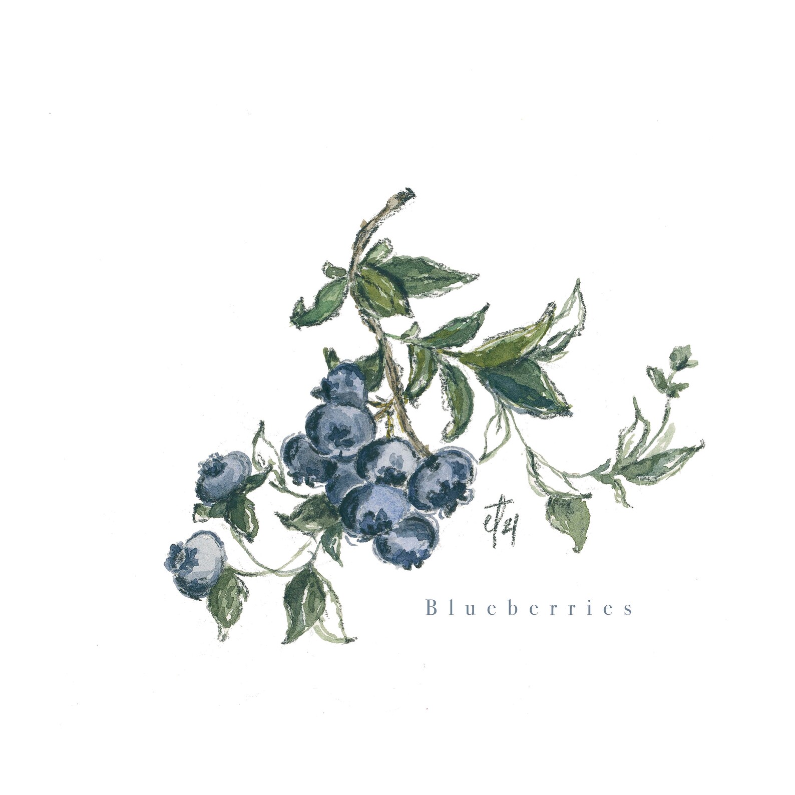 Blueberry Watercolor Painting, Square Painting, Blueberries Home Decor ...