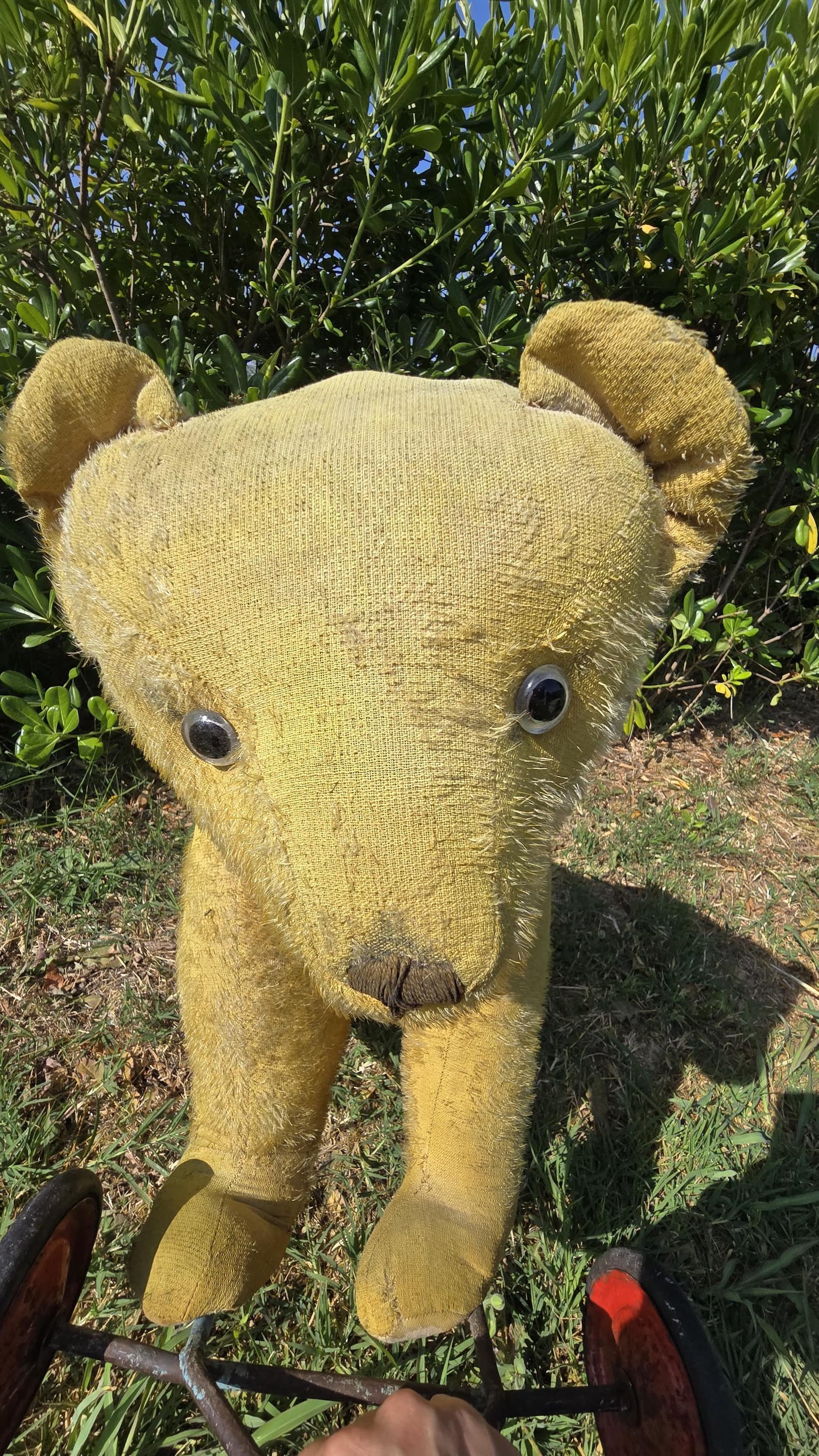 Amazing Antique Rare Large FRENCH FADAP 1930s Teddy Bear on Wheels 26in ...
