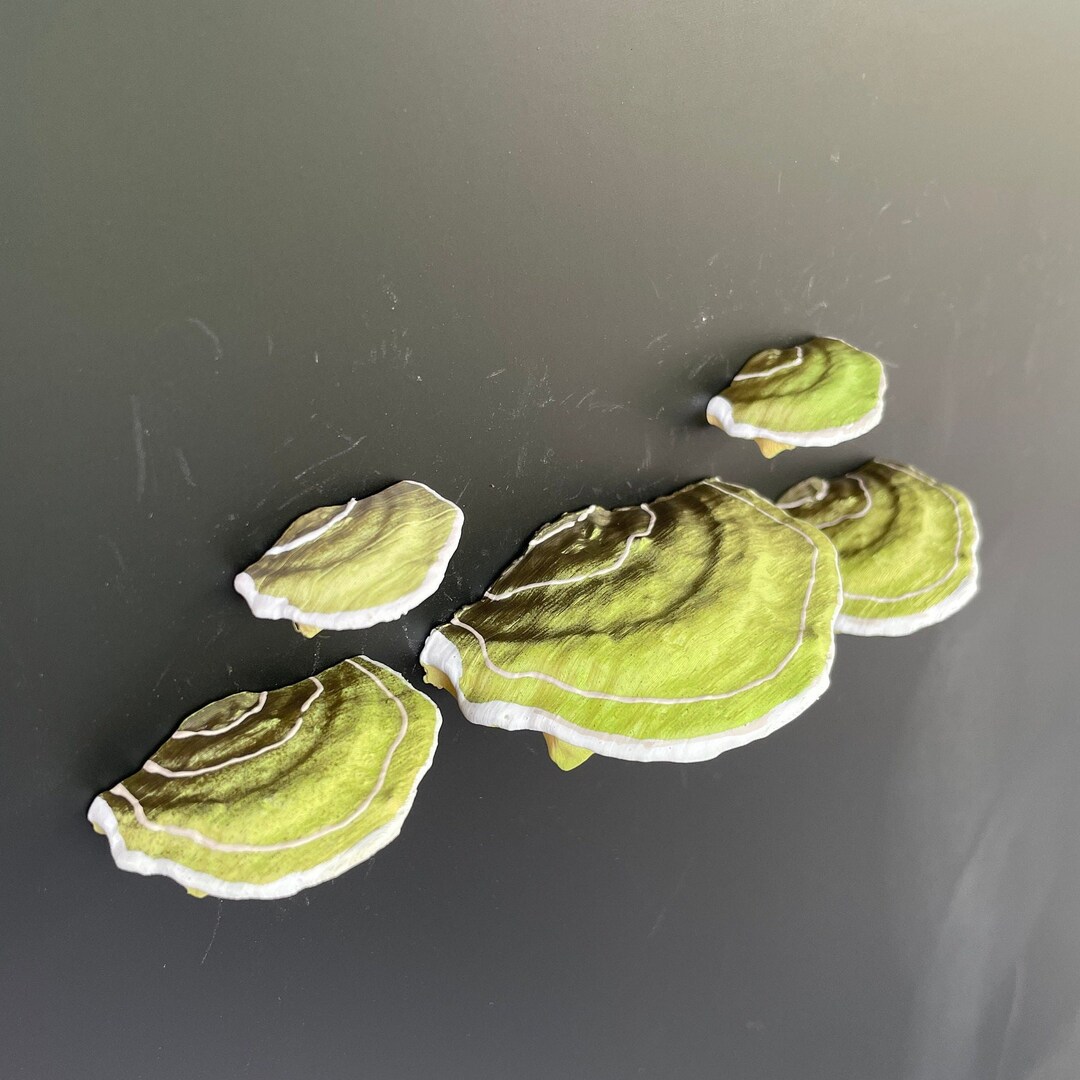 Mushroom Magnets, 3D Fridge Magnets set of 5 mossy Green - Etsy