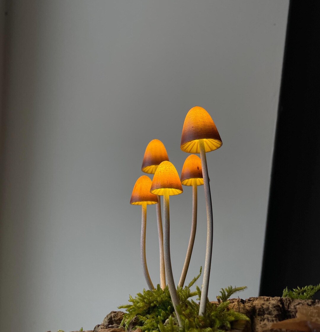 Mushroom Lamp, LED Mushrooms 5 - Etsy