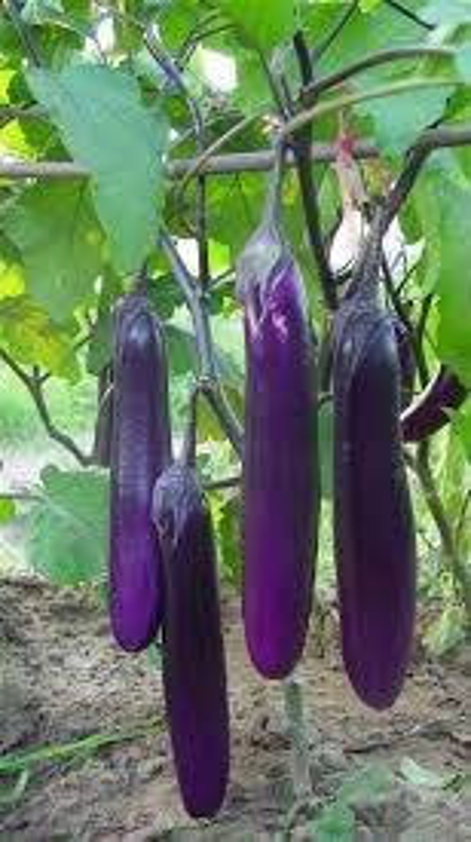 Purple Long Eggplant Seeds | Etsy