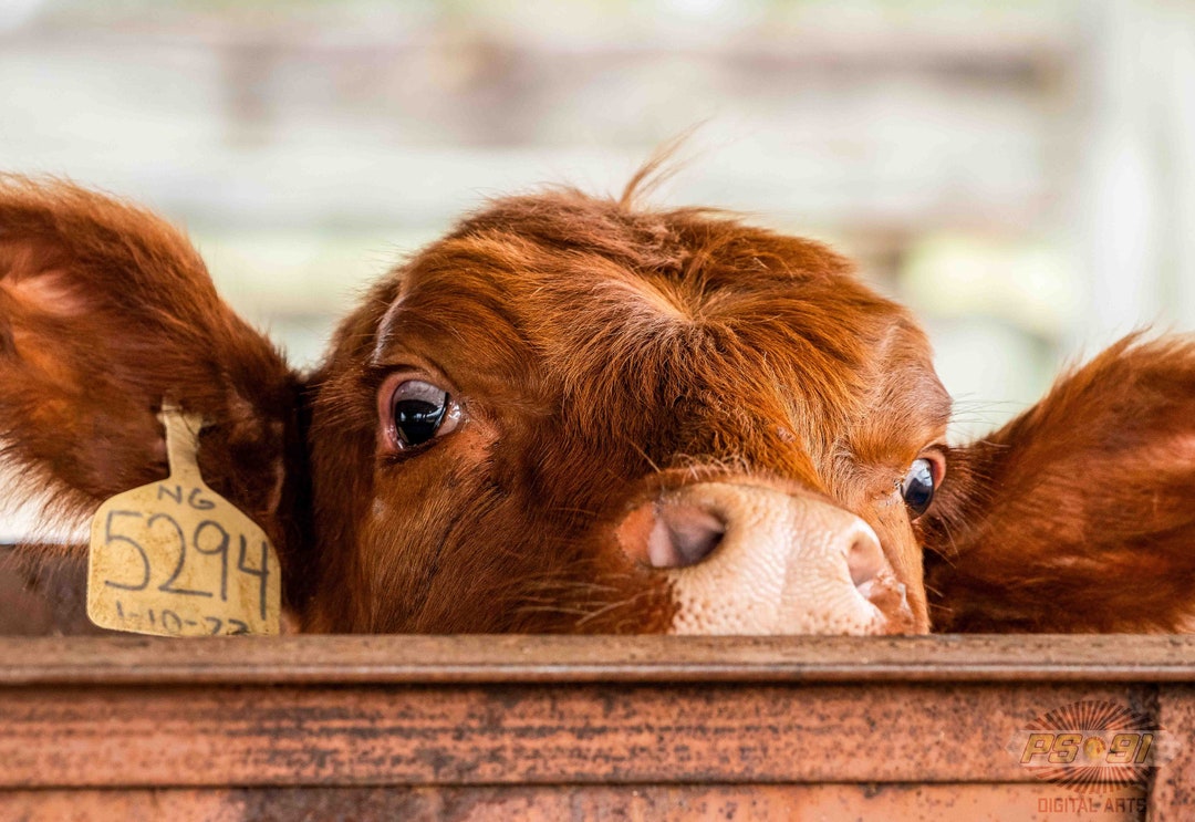 What Are They Doing Over There cow Picture - Etsy