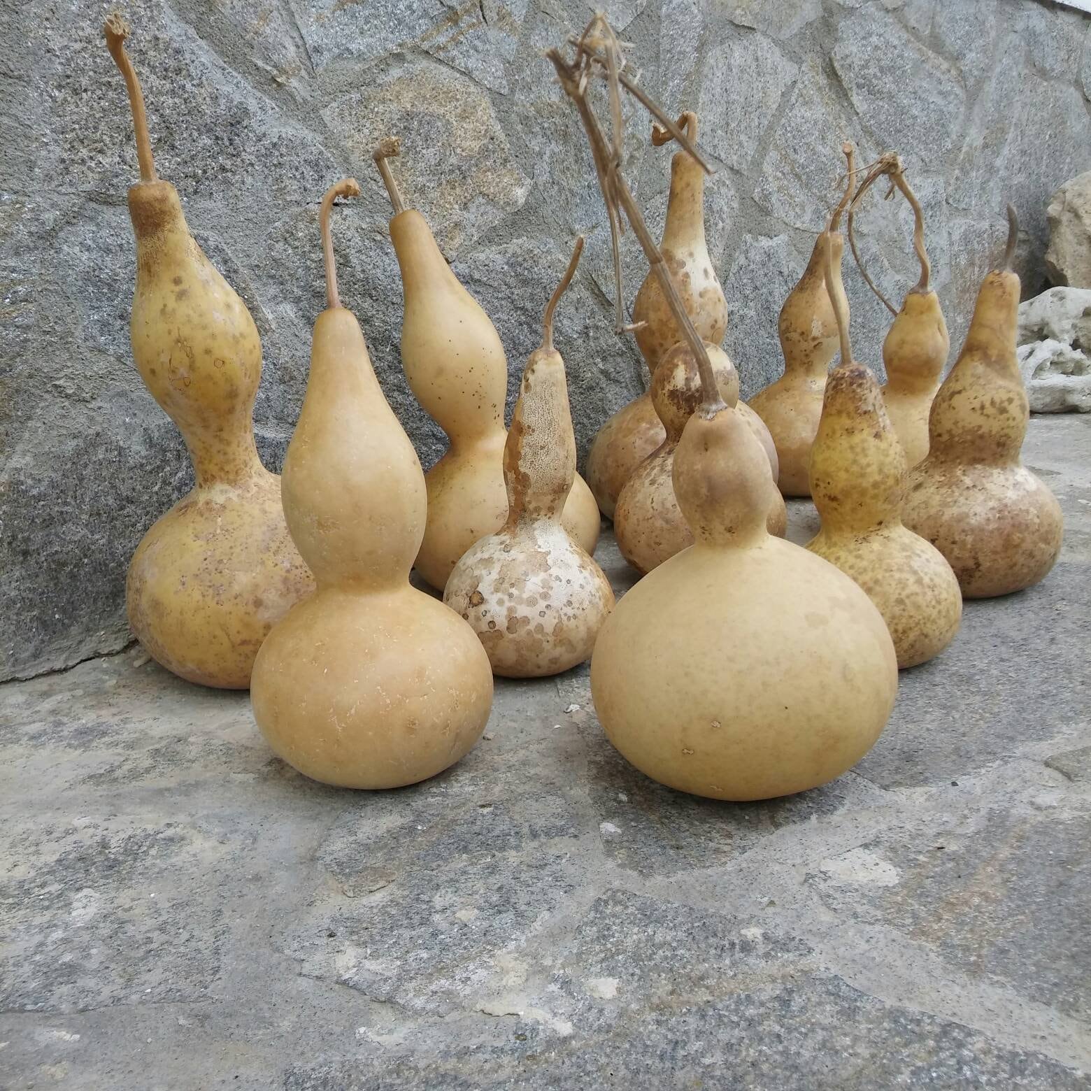 Conjunto de 2 calabazas secas vintage calabash calabaza seca | Etsy