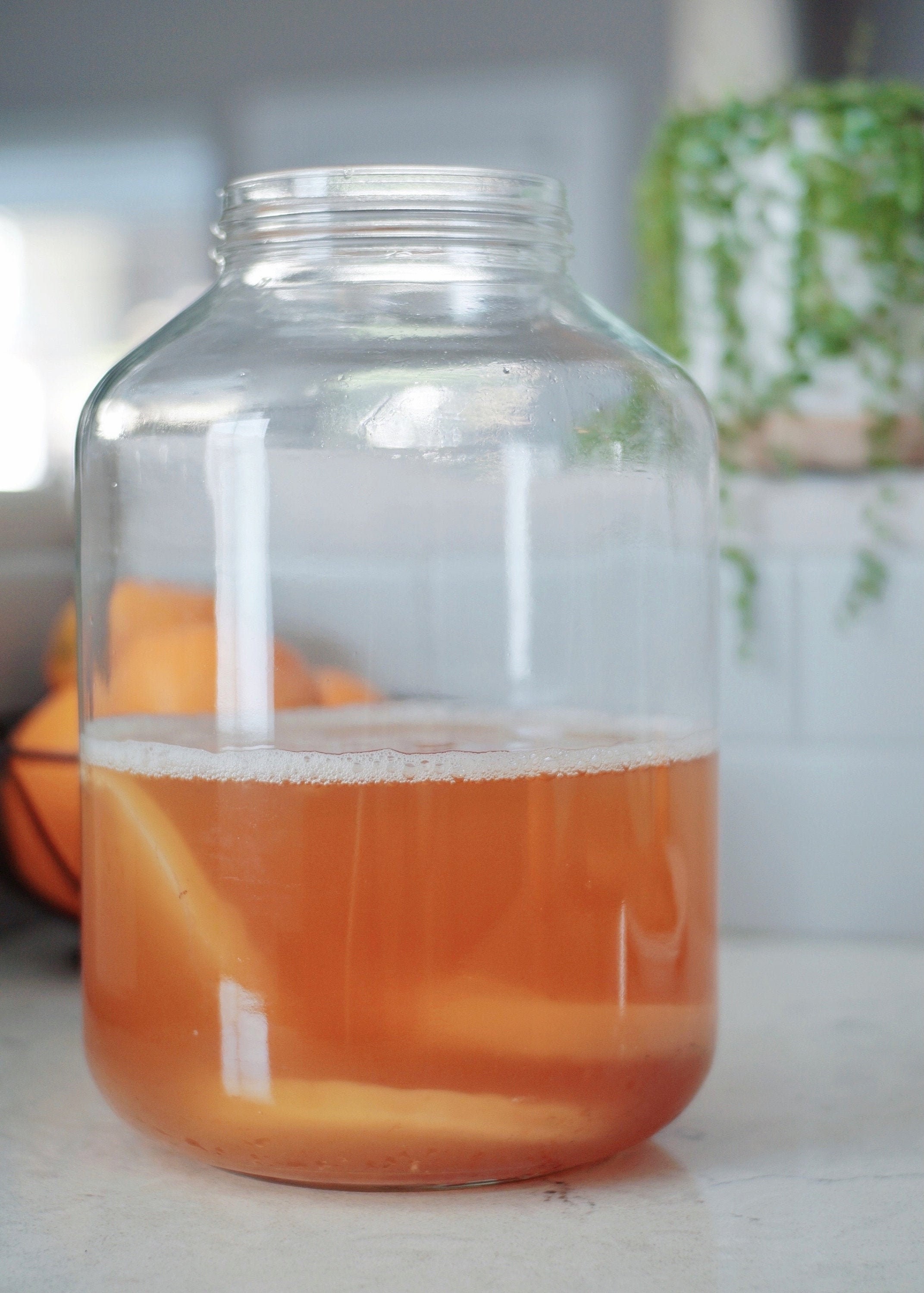 Giant Kombucha Scoby
