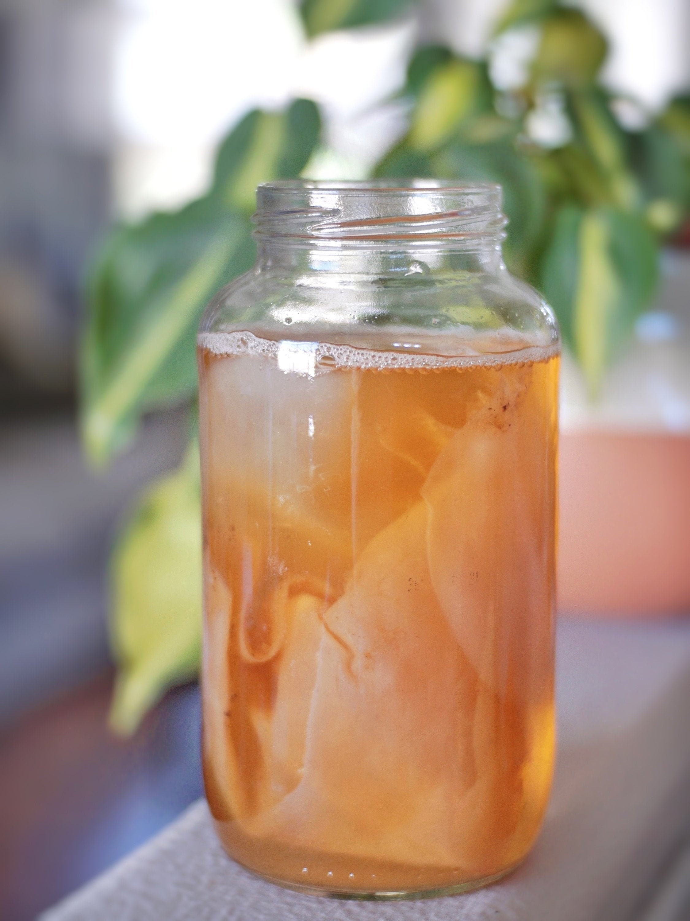 Kombucha SCOBY Pieces STRONG Starter Tea Live Probiotic - Etsy