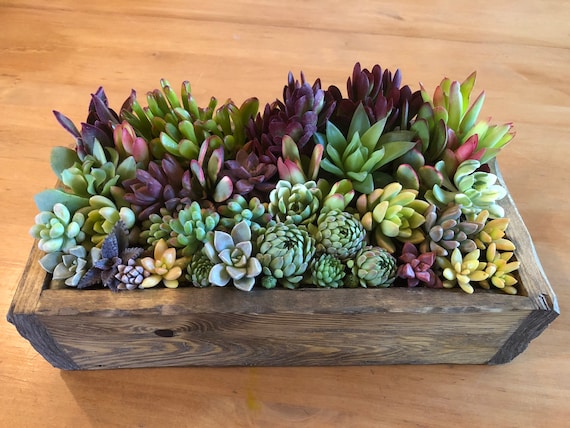 9x7 Large Succulent Planter Box Centerpiece Hand-crafted - Etsy
