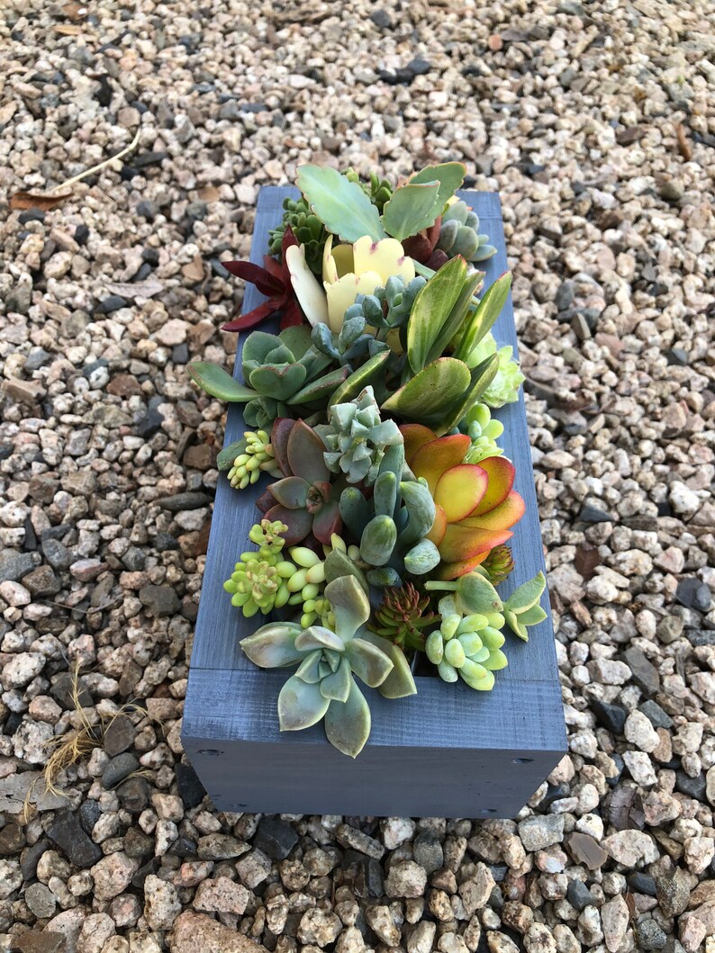 Gray Succulent Planter Box Kit Hand-crafted Planter Box - Etsy