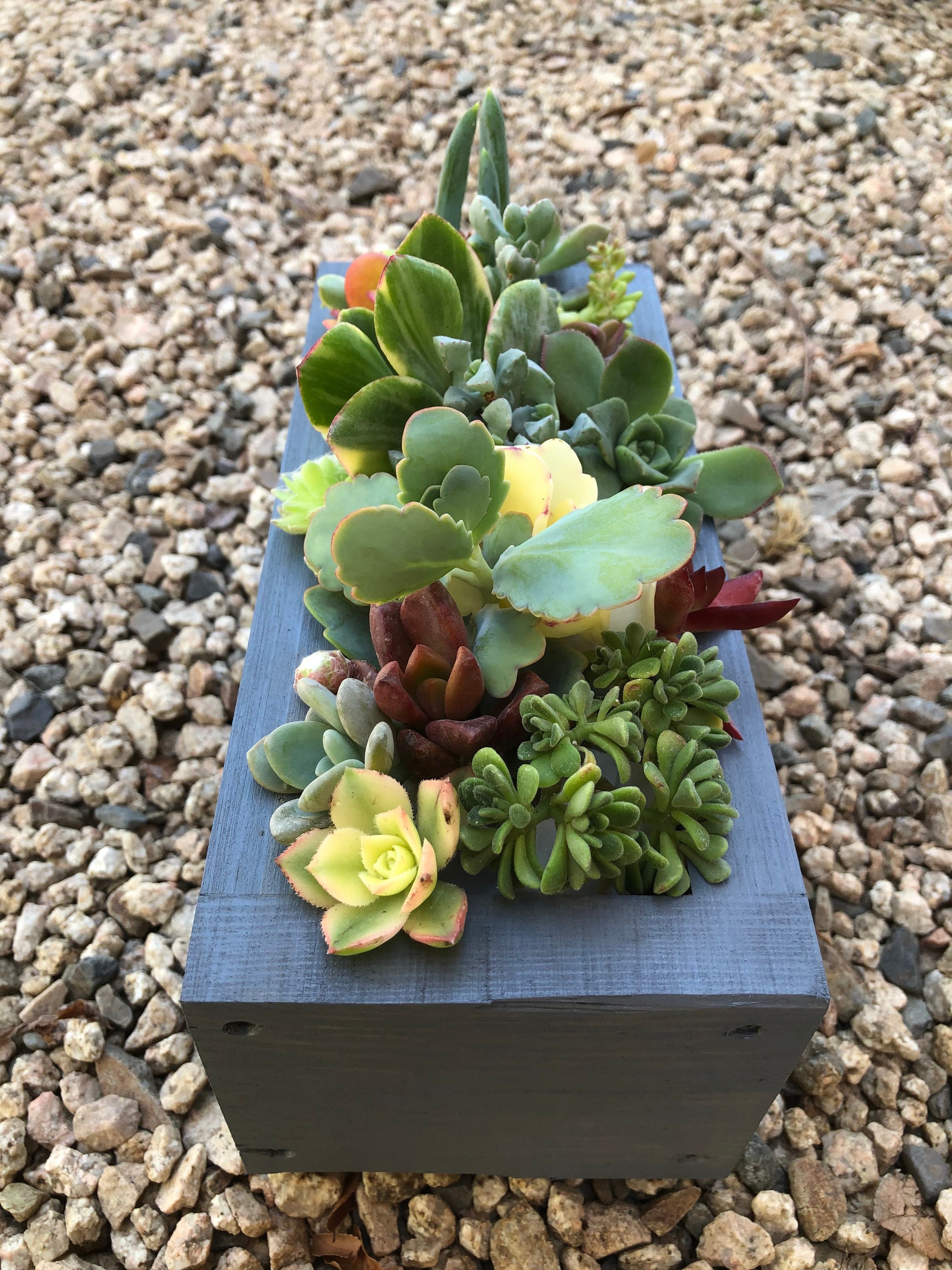 Gray Succulent Planter Box Kit Hand-crafted Planter Box - Etsy