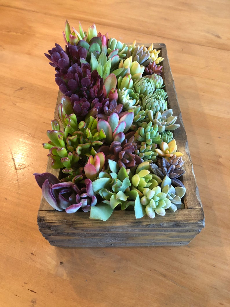 13 Large Succulent Planter Box Kit Centerpiece Handmade | Etsy