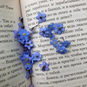 Dried Forget Me Nots White Blue Forget Me Nots Dry Mix Blue - Etsy