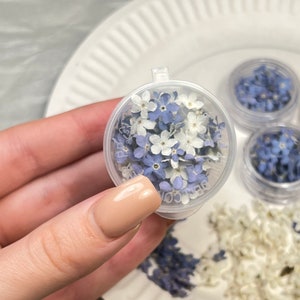 Dried Forget Me Nots White Blue Forget Me Nots Dry Mix Blue - Etsy
