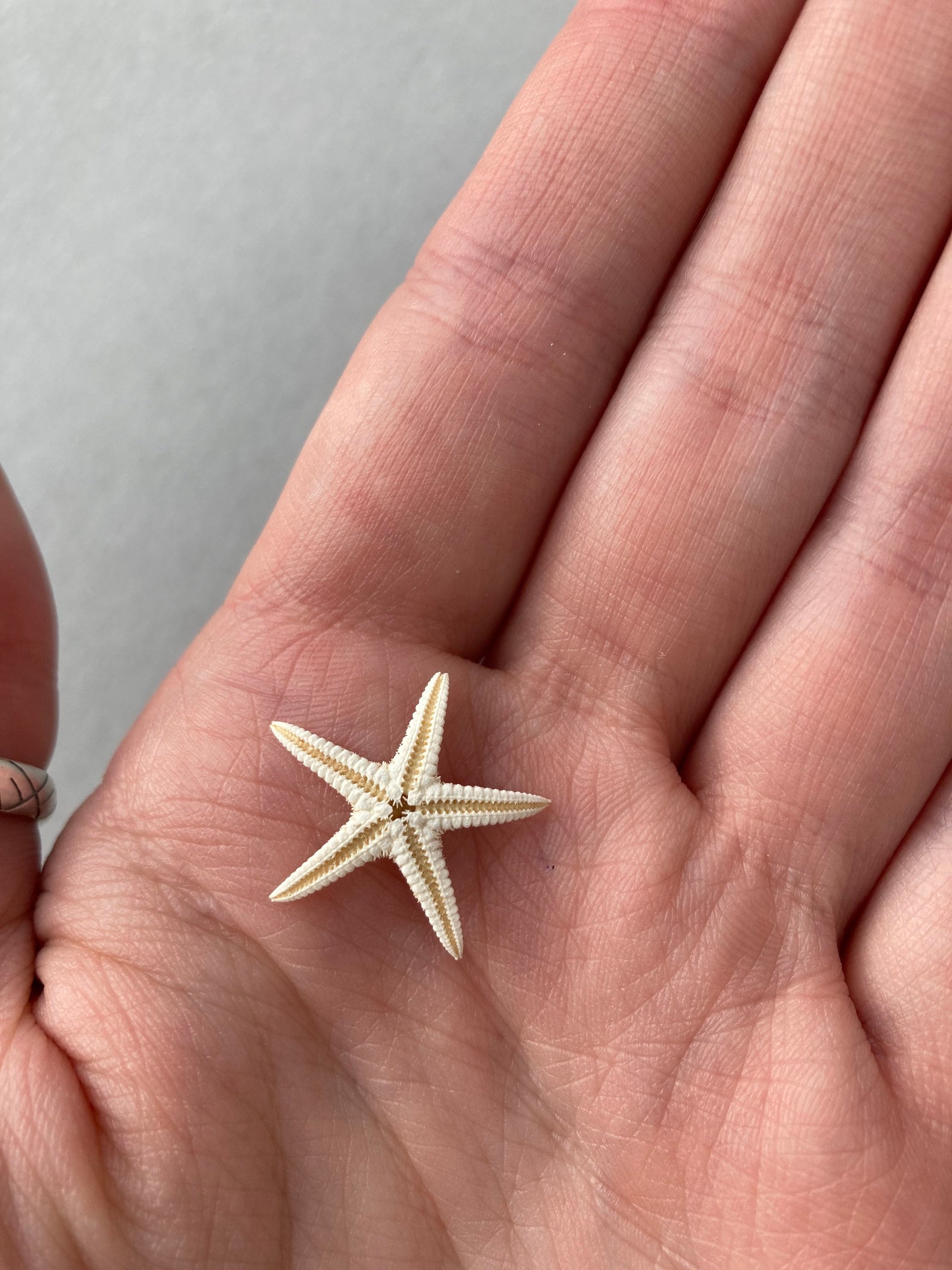 Small Sea Stars Smallest Starfish for Resin Jewelry Making Sea | Etsy