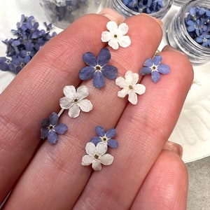 Dried Forget Me Nots White Blue Forget Me Nots Dry Mix Blue - Etsy