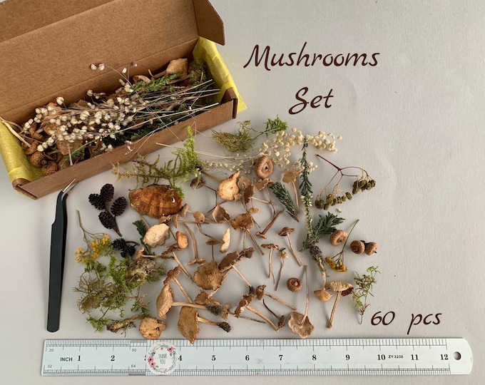 Dried Mushrooms Set Large Mushrooms Moss Mushrooms for Crafting Resin ...