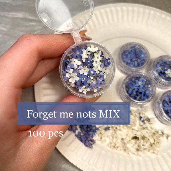 Dried Forget Me Not - Etsy