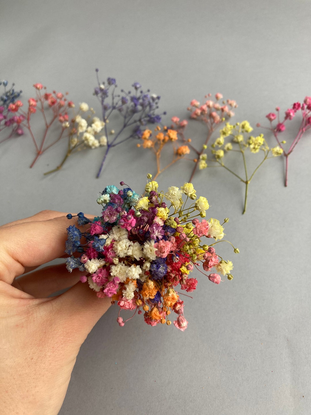 Pink Yellow Rainbow Dried Gypsophilia Purple Set of Gypsophilia Flowers ...