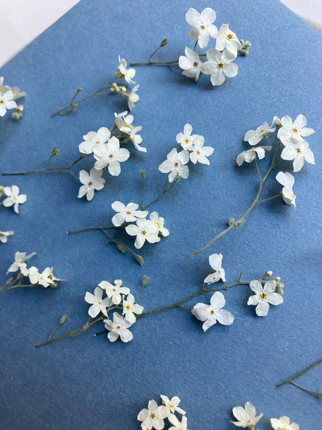7/14/20/30/50 Forget Me Nots White Forget Me Nots Branches With Flowers ...