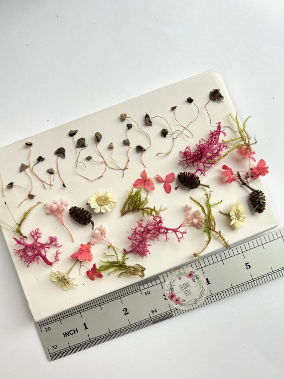 Tiny Mushrooms Dried Smallest Flowers Colorful Flower Mix Dry - Etsy