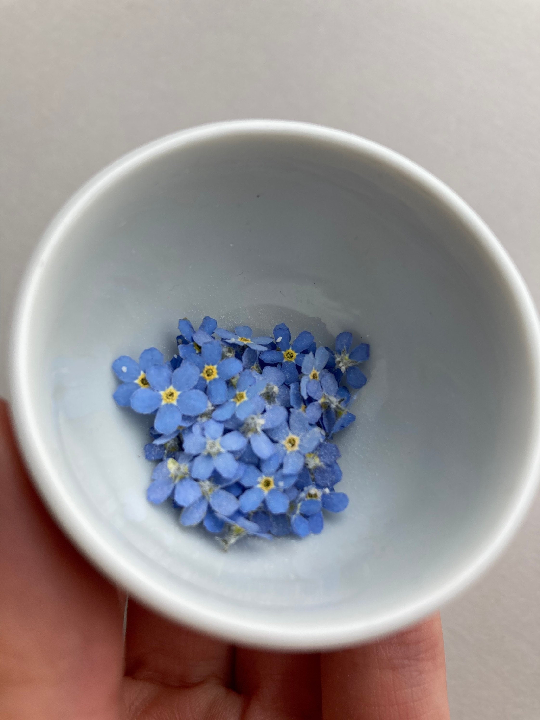 Dried forget me nots Blue forget me nots Dry blue flowers Tiny | Etsy