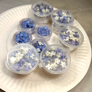 Dried Forget Me Nots White Blue Forget Me Nots Dry Mix Blue - Etsy