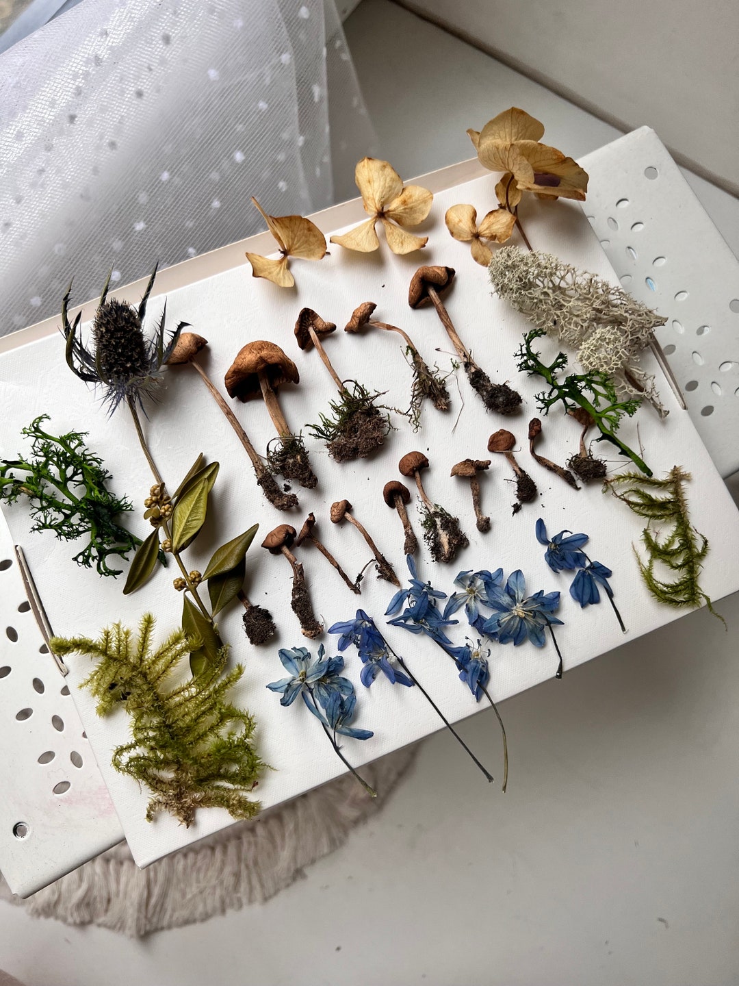 Dried Small Mushrooms Natural Mini Garden Tiny Little Fungus Birch Bark ...