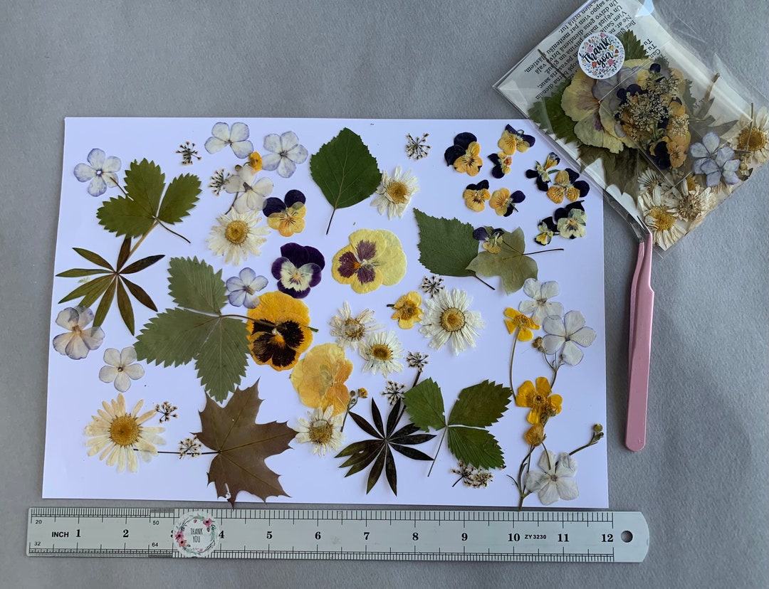 60pcs Pressed Flowers for Resin Pressed Spring Flower Set Yellow Blue ...