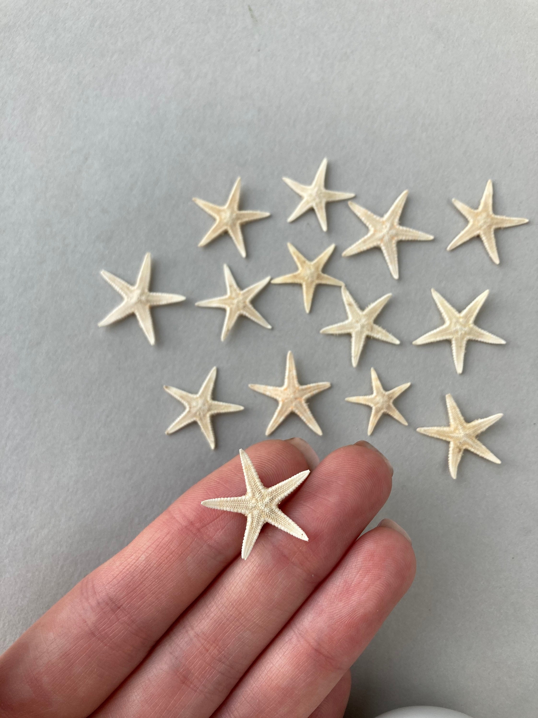 Small Sea Stars Smallest Starfish for Resin Jewelry Making Sea | Etsy