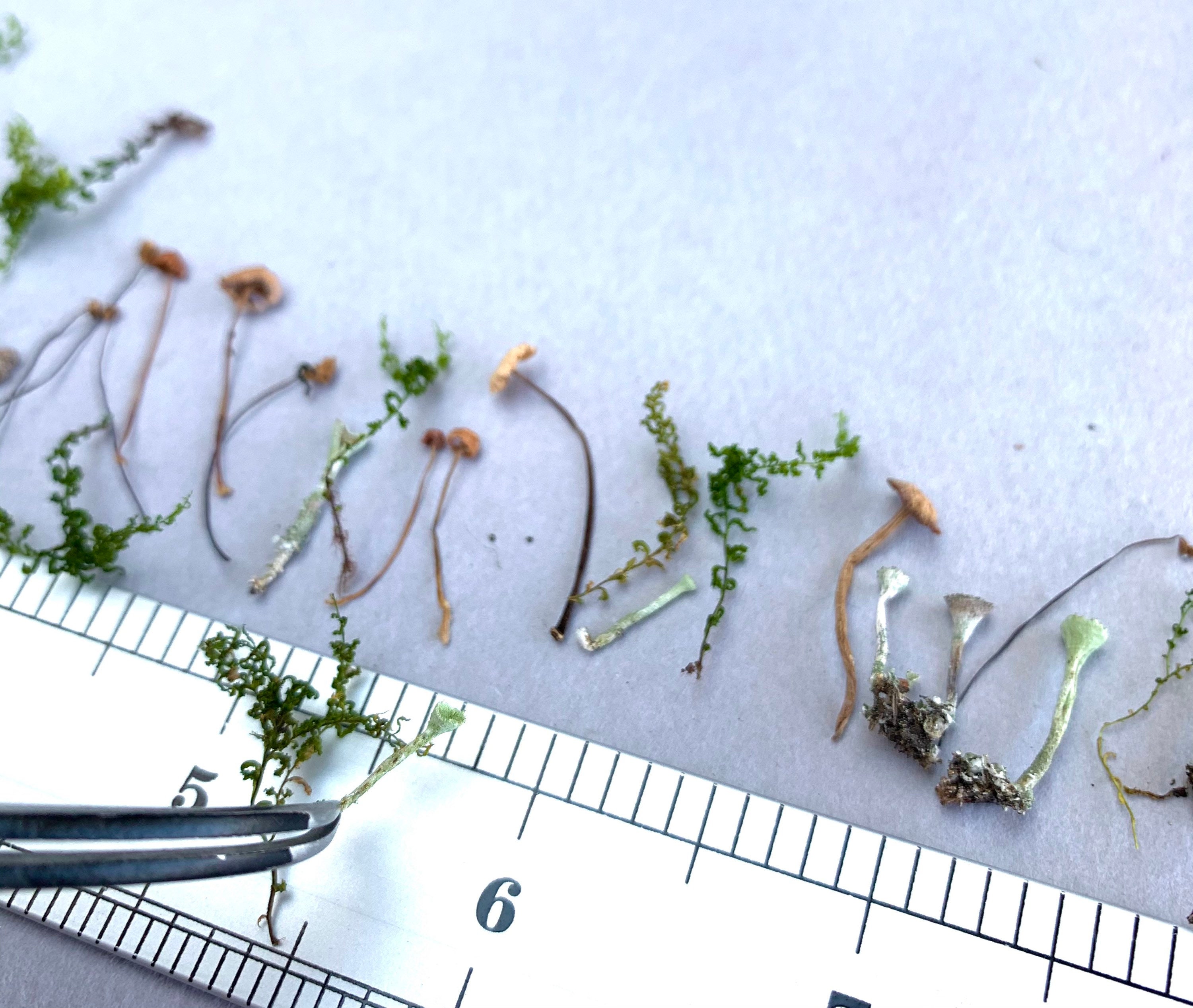 Dried small mushrooms Set of smallest lichen moss Dried | Etsy