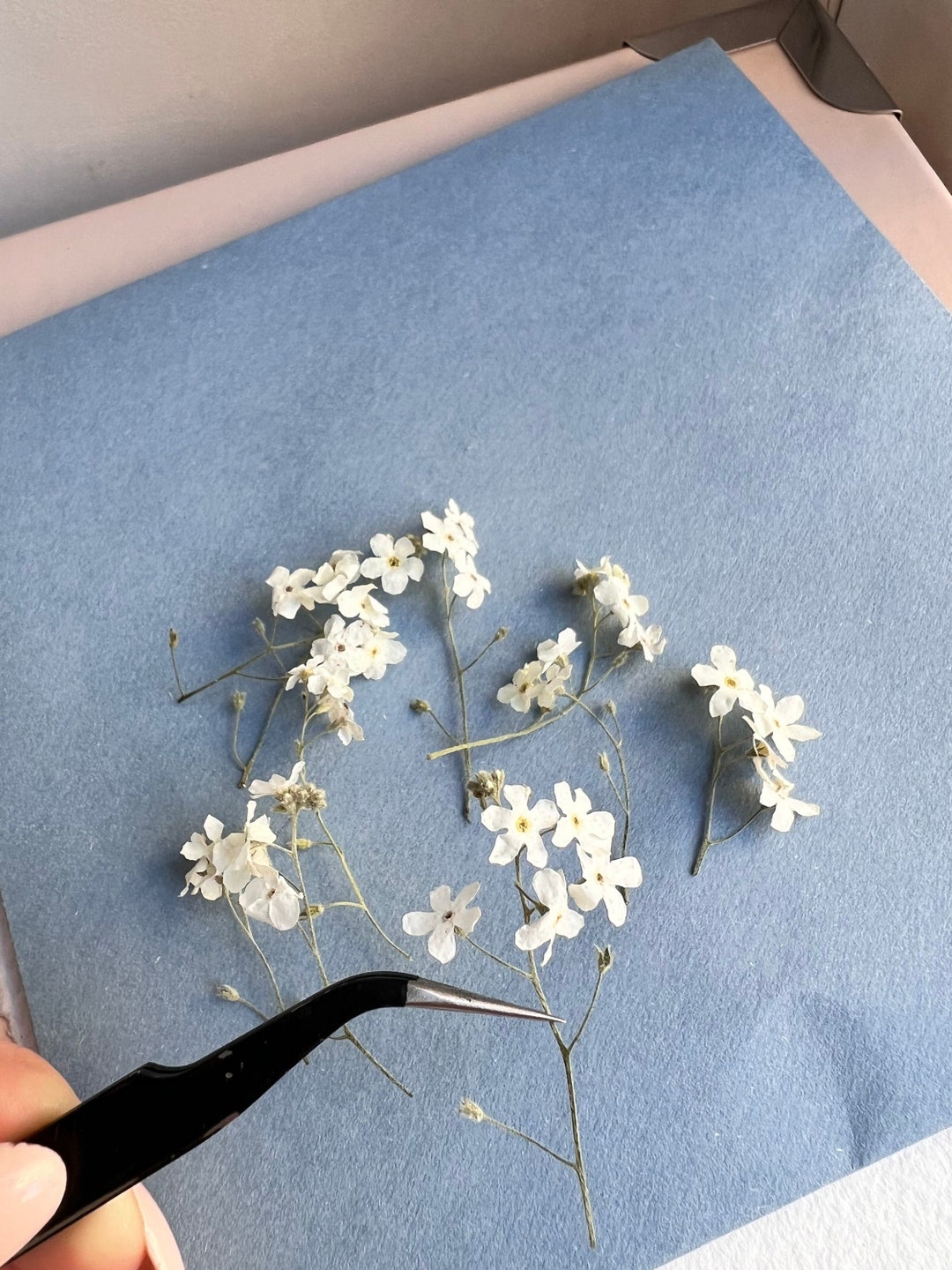 Real Forget Me Nots White Forget Me Nots Branches With Flowers - Etsy