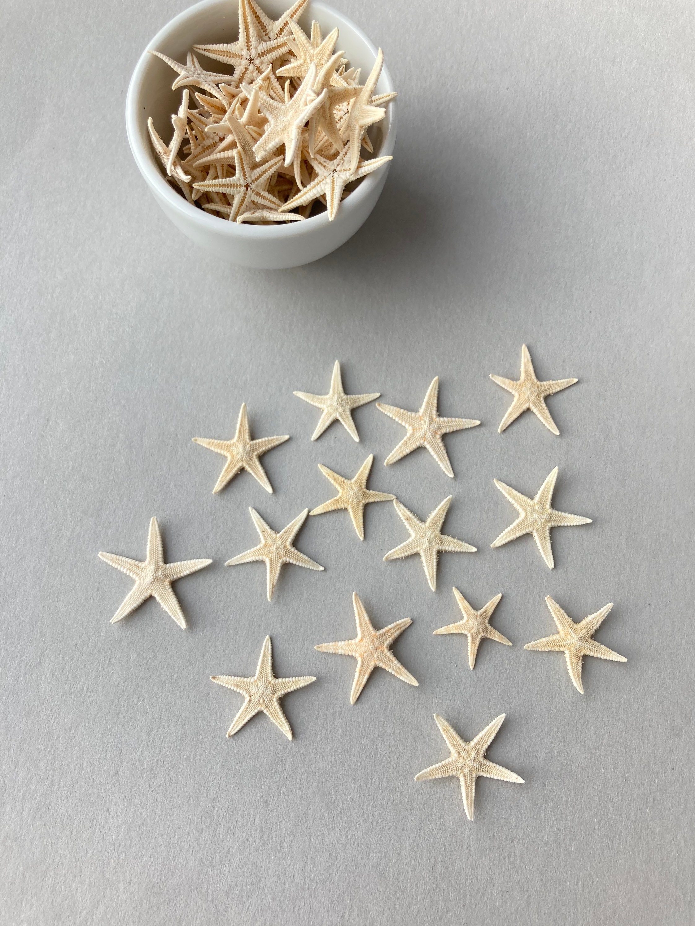 Small Sea Stars Smallest Starfish for Resin Jewelry Making Sea | Etsy