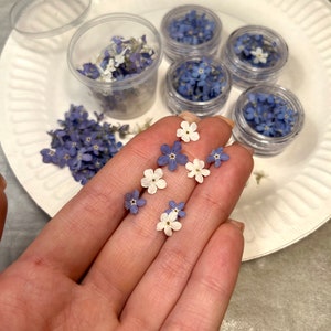 Dried Forget Me Nots White Blue Forget Me Nots Dry Mix Blue - Etsy