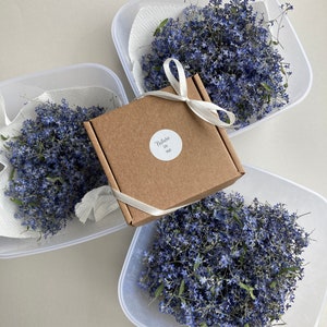 Dried Forget Me Nots White Blue Forget Me Nots Dry Mix Blue - Etsy