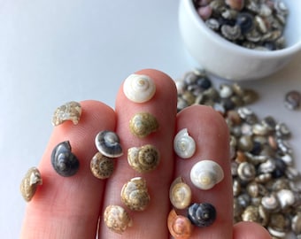 Mini Sea Shells | Etsy