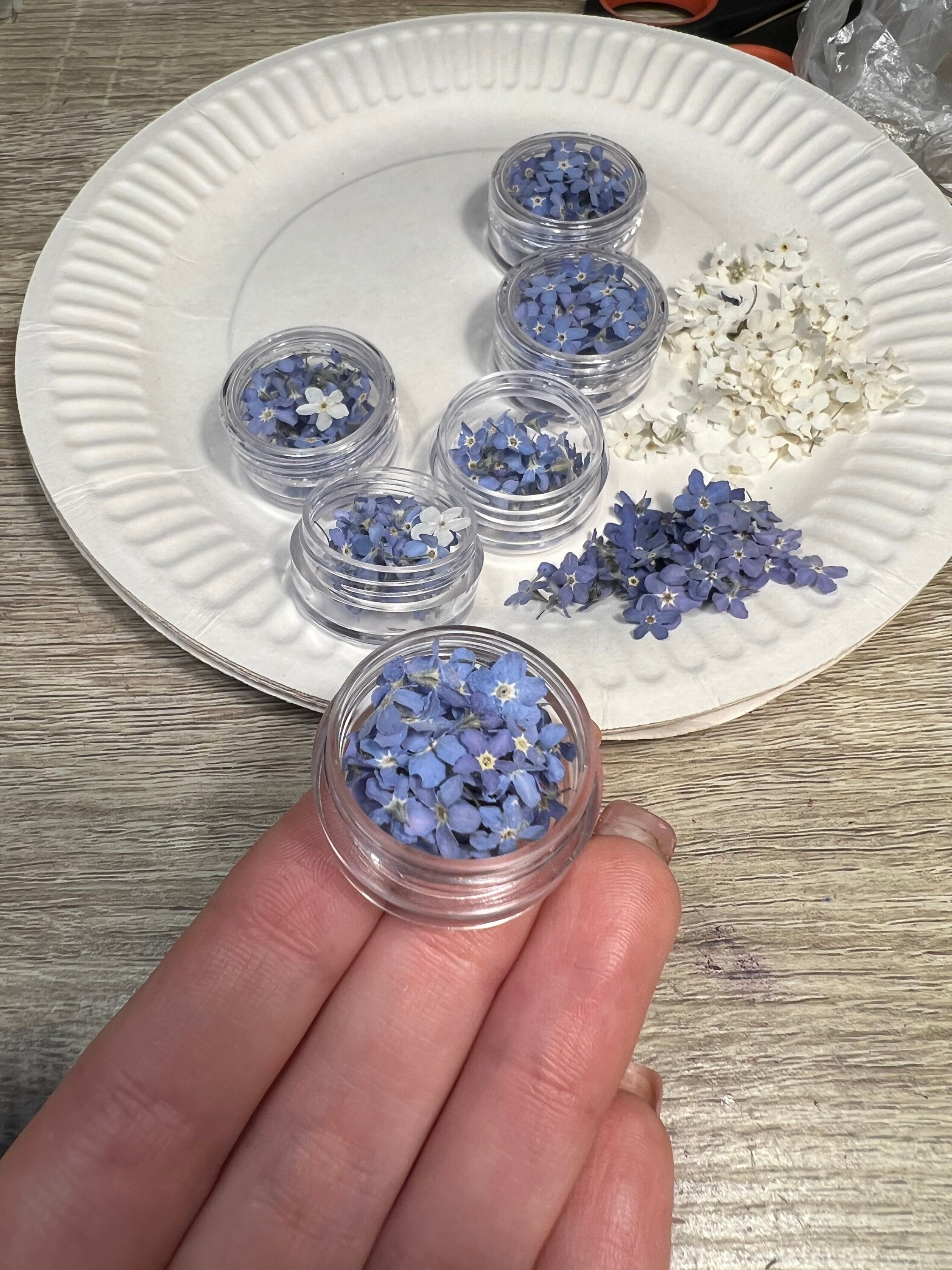 Dried Forget Me Nots Blue Forget Me Nots Dry Blue Flowers Tiny - Etsy ...