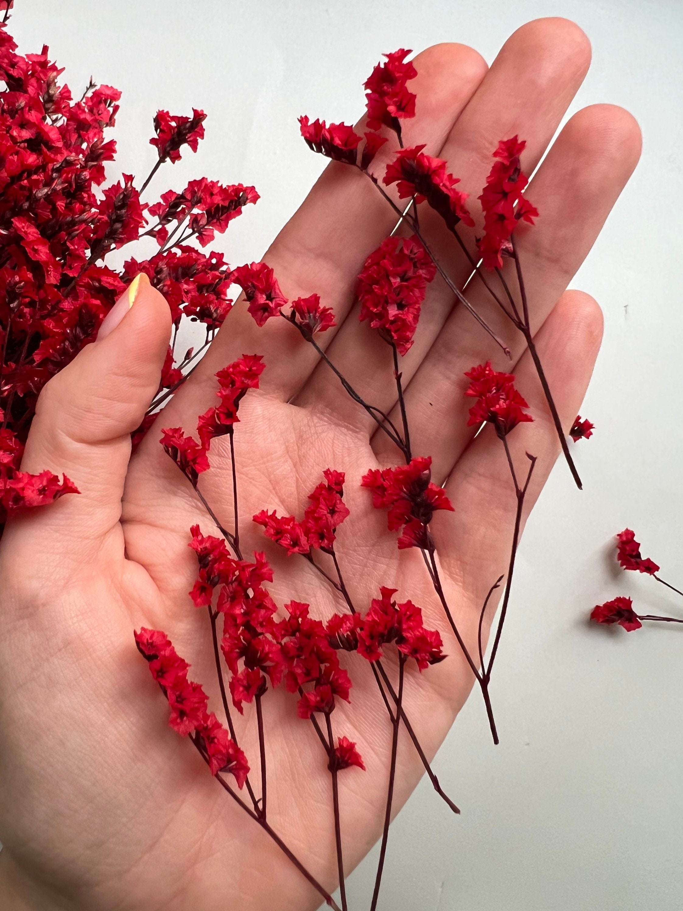 10/20/30 Tiny Dried Red Flowers Dried Smallest Flower Branches - Etsy