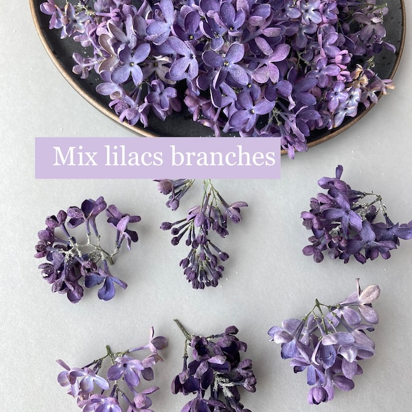 Purple Dried Flower - Etsy