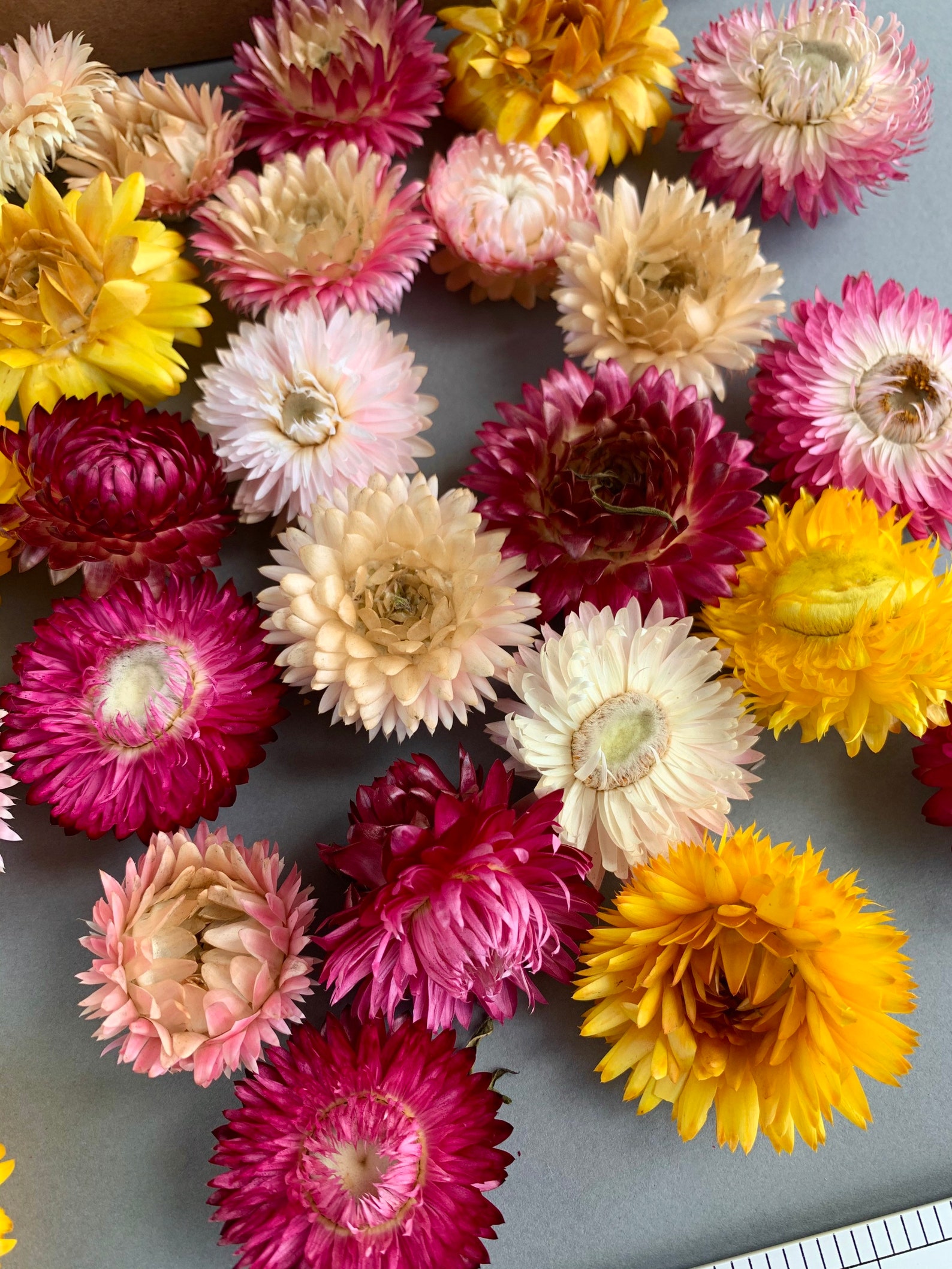 Organic Dried Mix Helichrysum Dry Flowers Wedding Decoration - Etsy