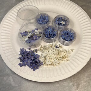 Dried Forget Me Nots White Blue Forget Me Nots Dry Mix Blue - Etsy