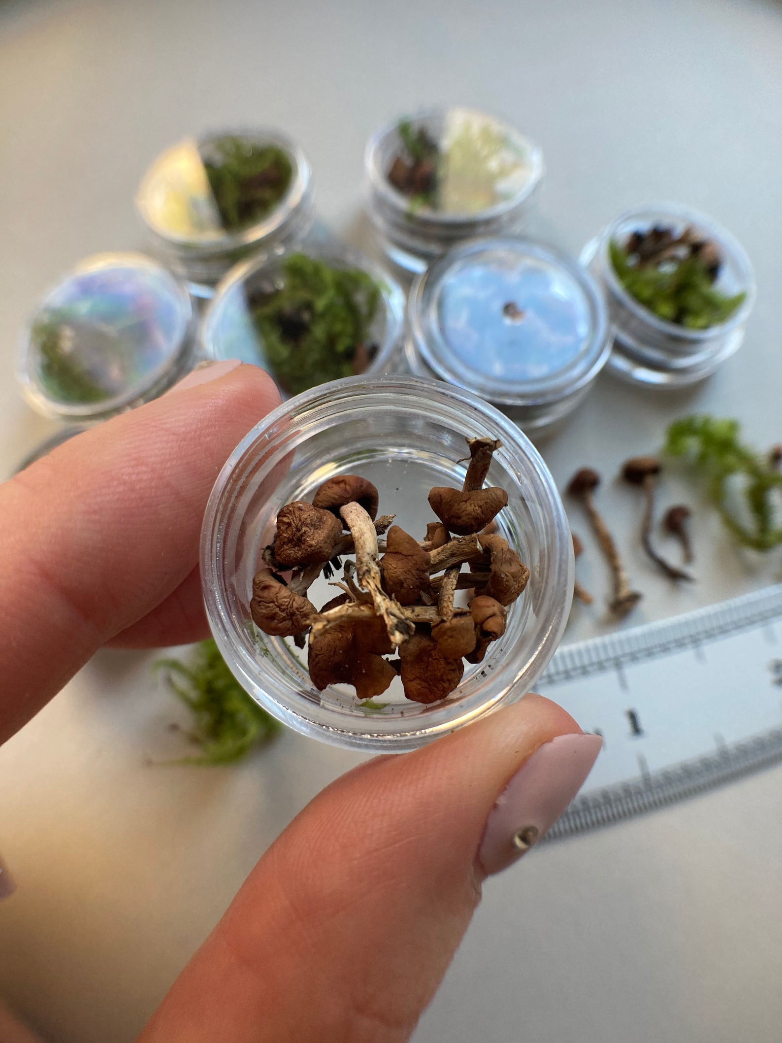 Tiny Mushrooms for Resin Mini Dried Mushrooms Small Miniature | Etsy