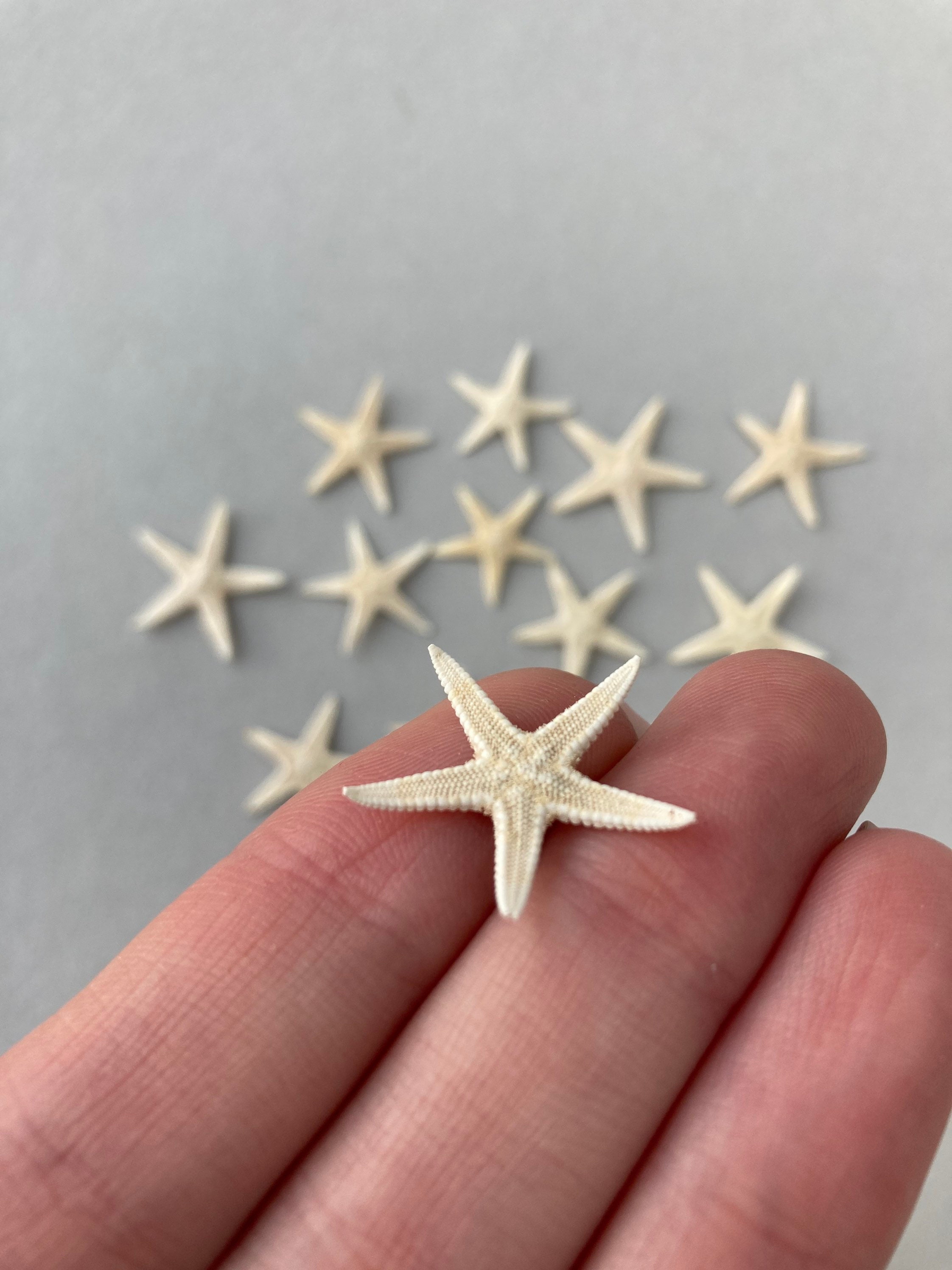Small Sea Stars Smallest Starfish for Resin Jewelry Making Sea | Etsy