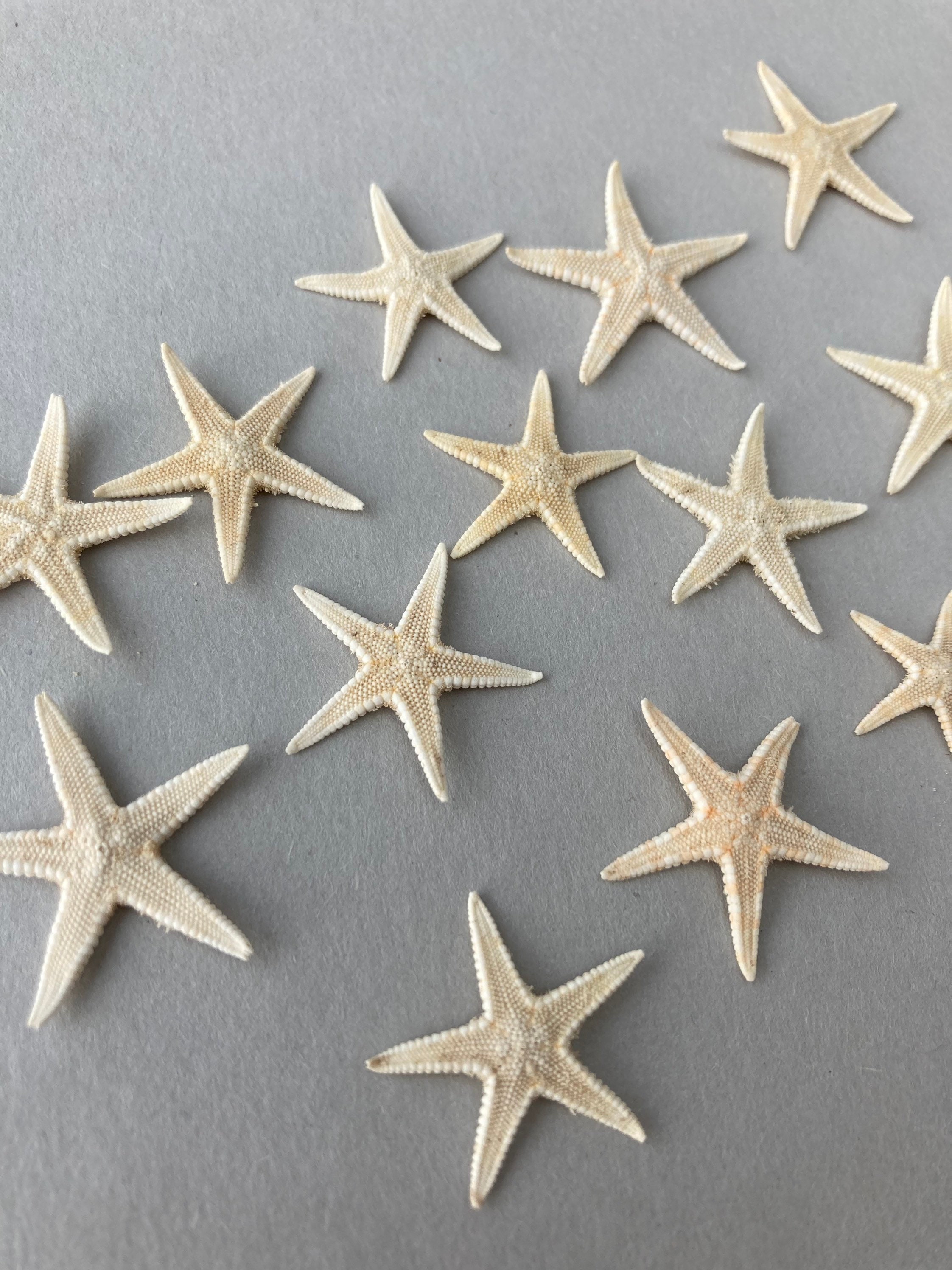Small sea stars Smallest starfish for resin jewelry making Sea | Etsy