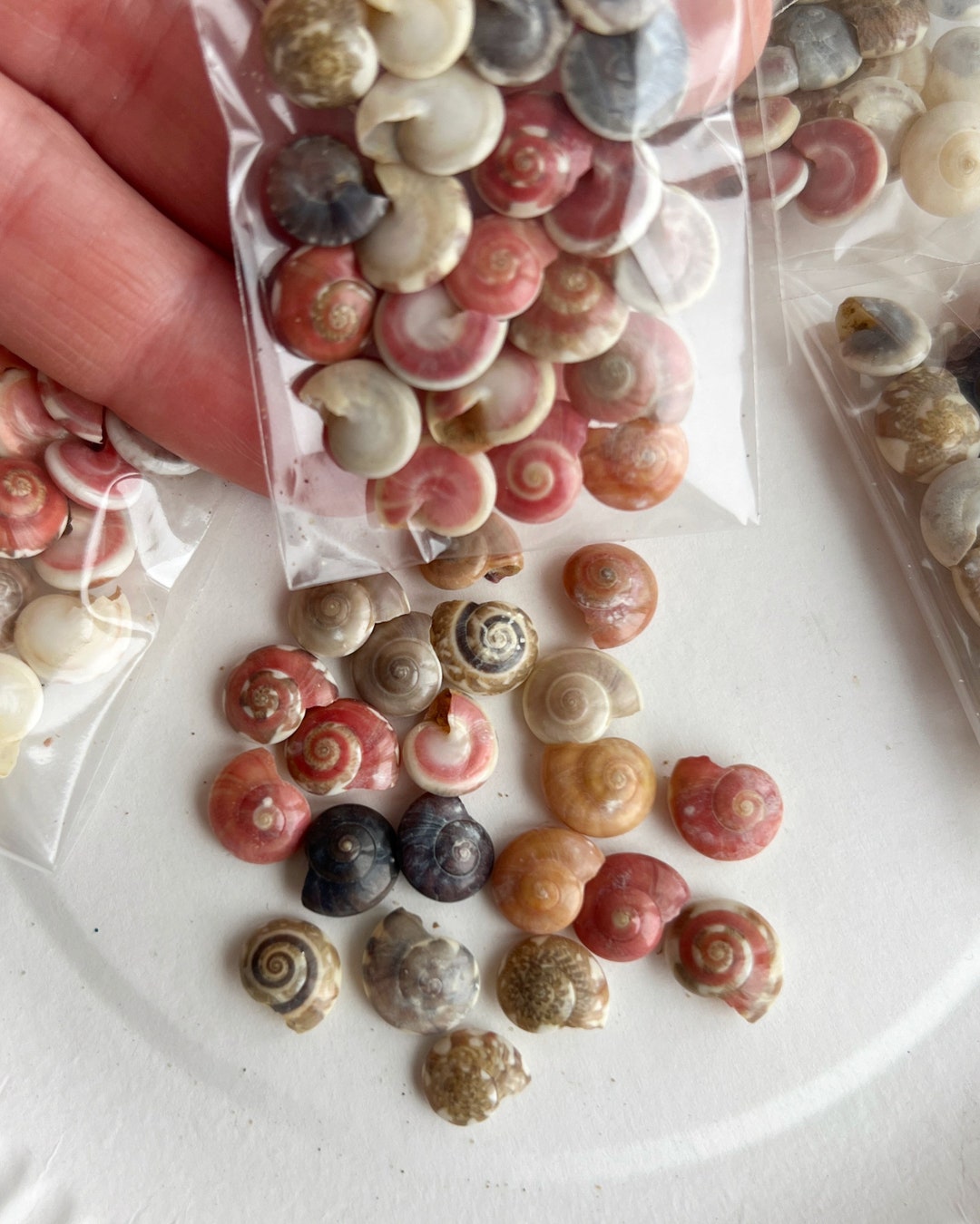 Sea Shells 20/40 Pcs Black Mini Shells Natural Sea Shells for Resin ...